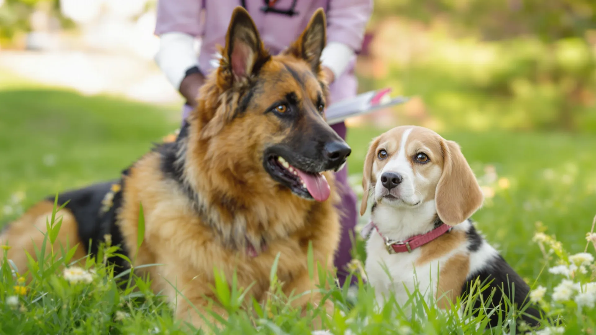Accouplement entre chiens de races différentes : risques et précautions ...